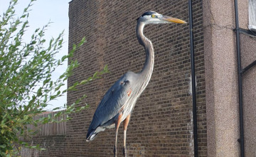 The Heron