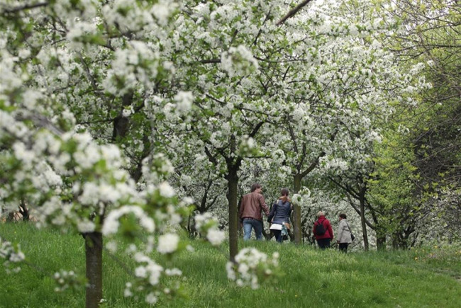Creating a Cherry Tree Walk @ West Acton