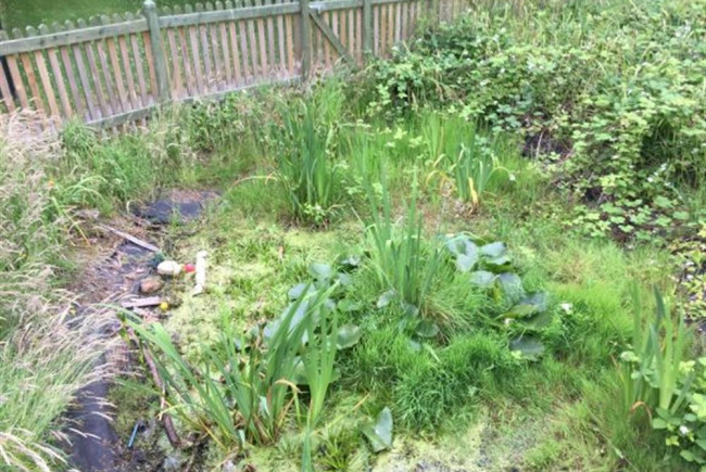 Fairfield School Pond Transformation