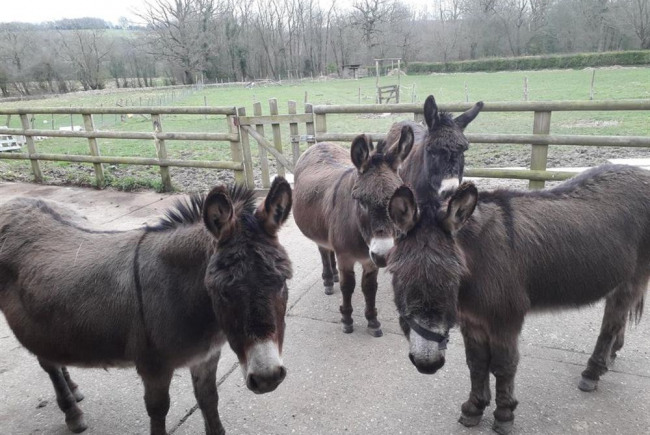 Easy access for all donkey stables