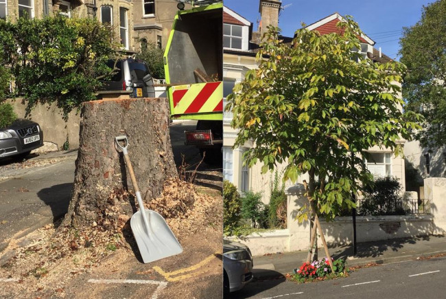 Save Springfield Road, Brighton trees!